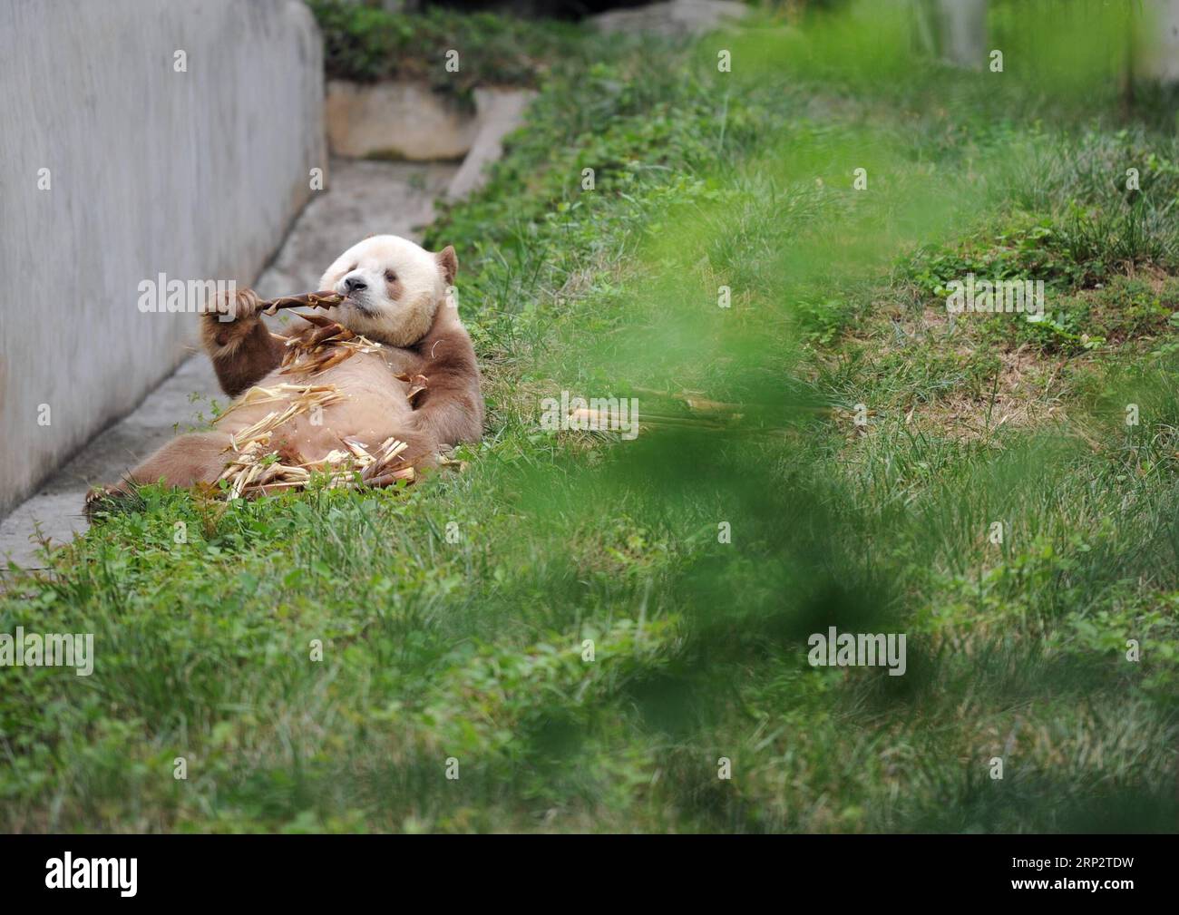 Qinling panda hi-res stock photography and images - Alamy