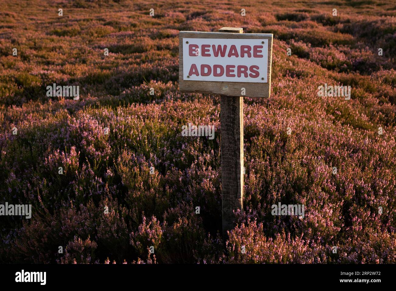Warning of adders hi-res stock photography and images - Alamy