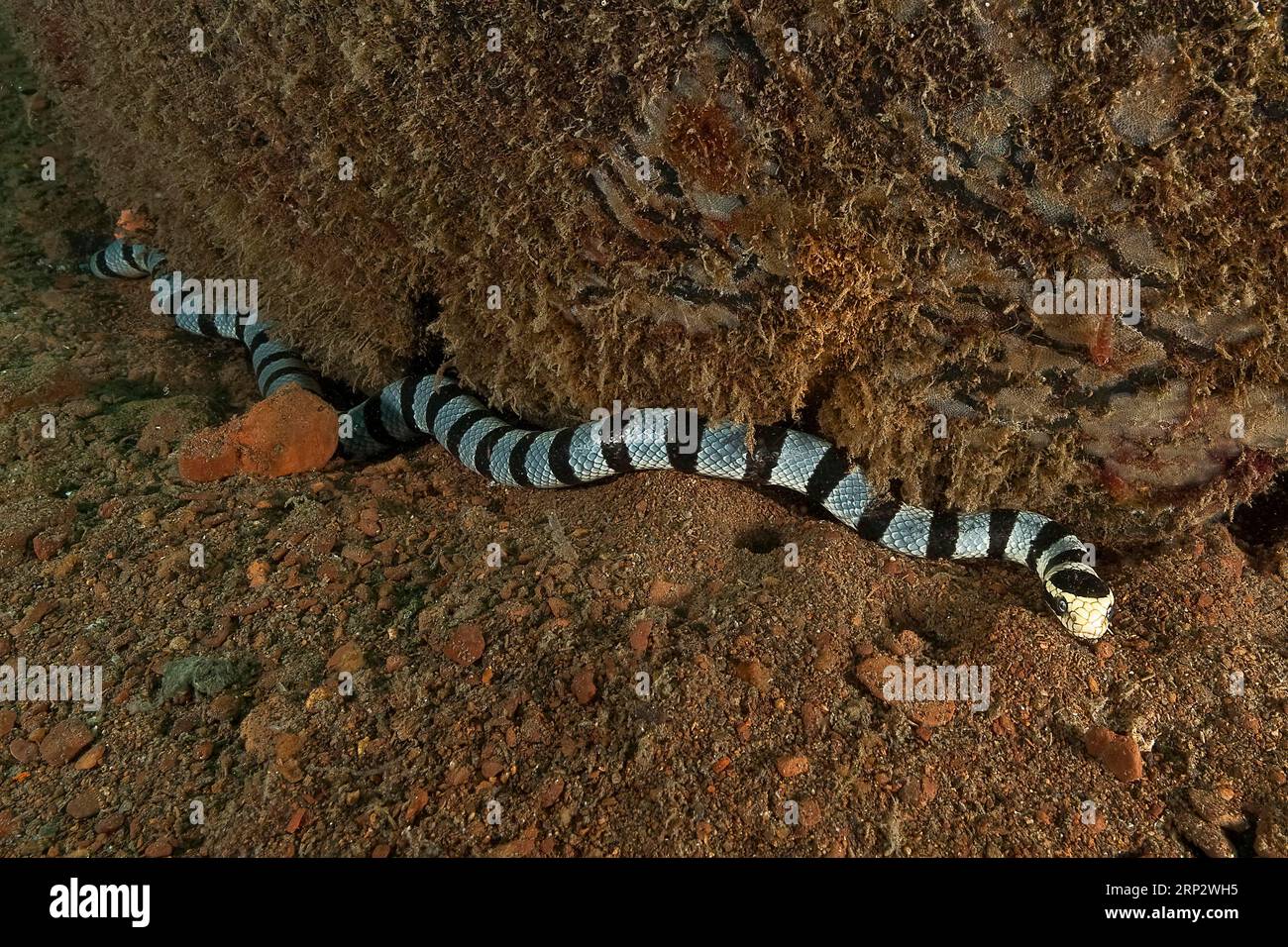 Venomous water snake colubrine sea krait (Laticauda colubrina) Adder ...