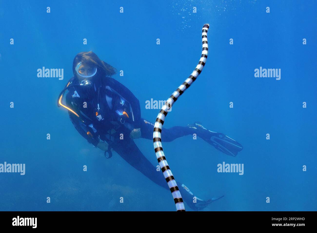 Diver gazes at observed venomous water snake colubrine sea krait ...