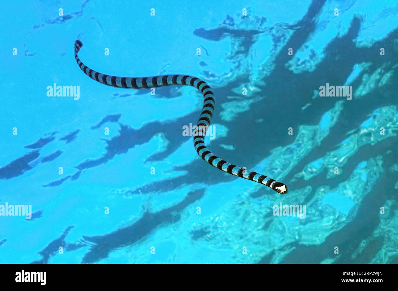 Venomous water snake colubrine sea krait (Laticauda colubrina) Adder ...
