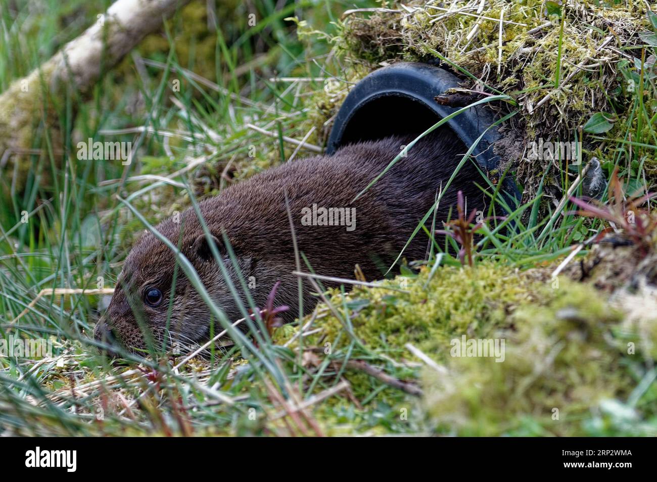 Eurasian Otter (Lutra lutra) Adult at entrance to artificial otter holt ...