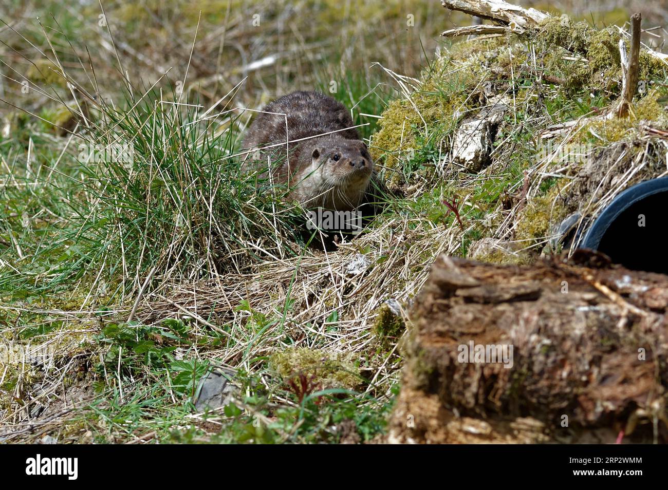 Eurasian Otter (Lutra lutra) Adult at entrance to artificial otter holt ...