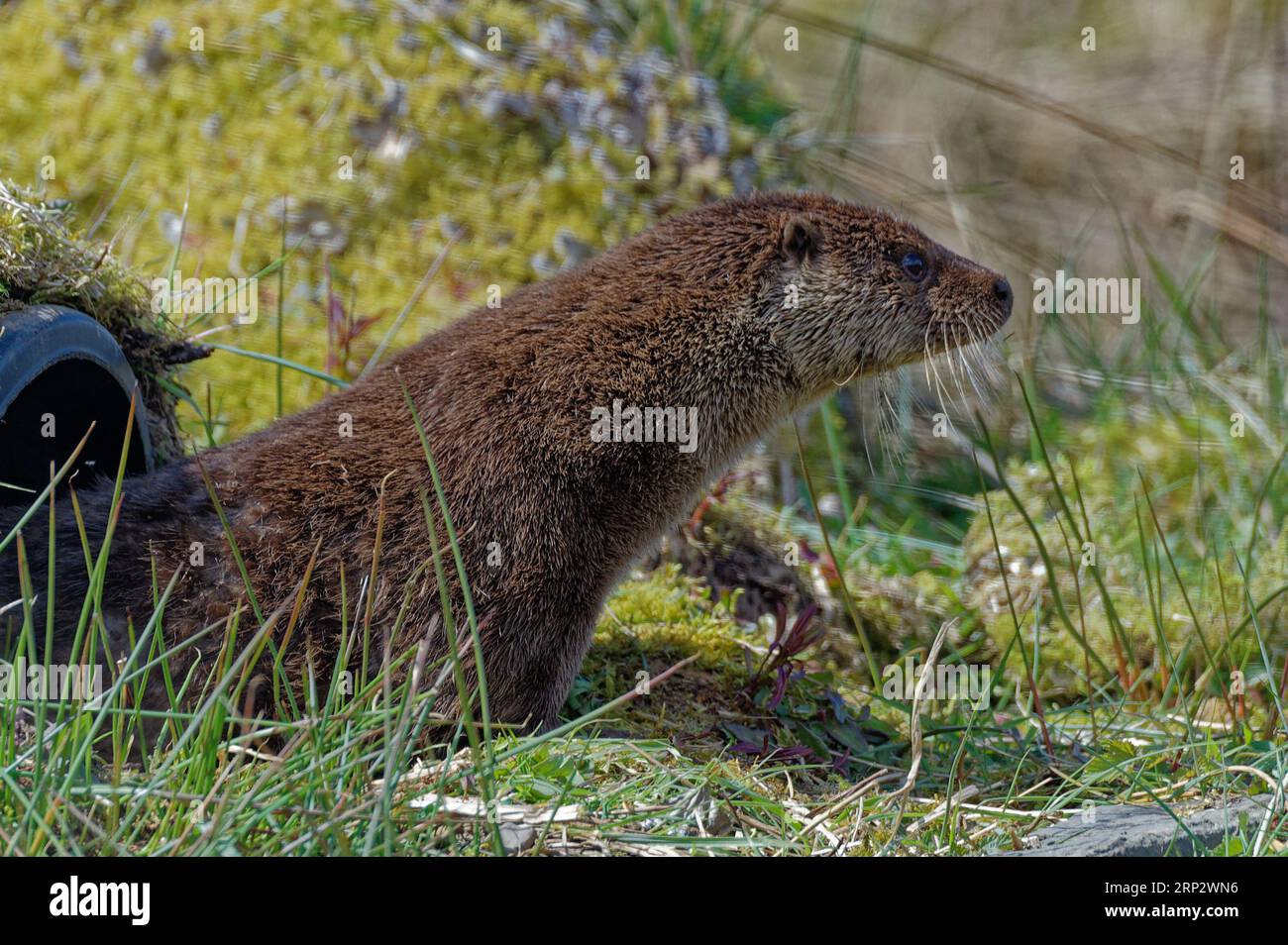 Eurasian Otter (Lutra lutra) Adult at entrance to artificial otter holt ...