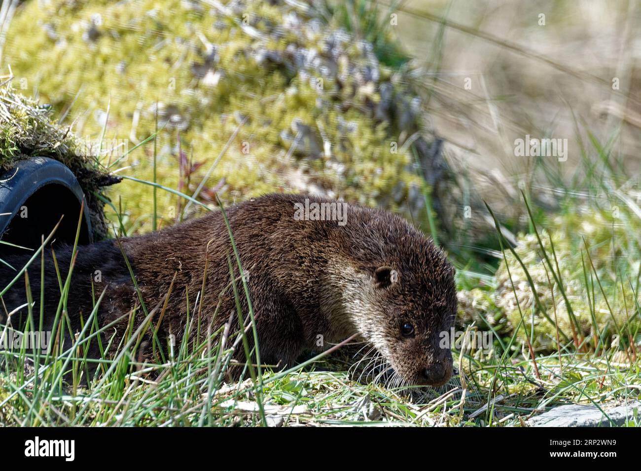 Otter lutra lutra holt hi-res stock photography and images - Alamy