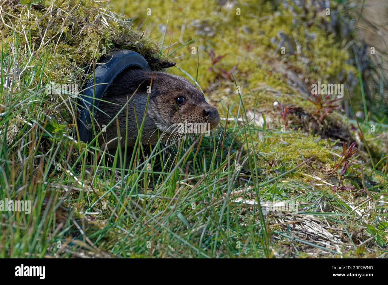 Eurasian Otter (Lutra lutra) Adult at entrance to artificial otter holt ...