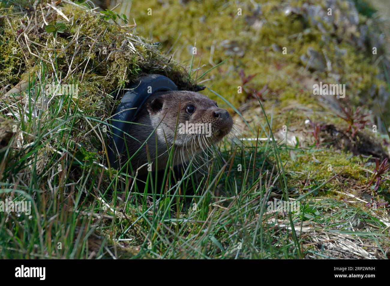 Eurasian Otter (Lutra lutra) Adult at entrance to artificial otter holt ...