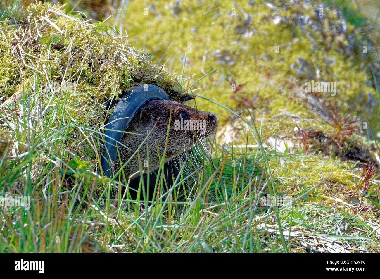 Otter lutra lutra holt hi-res stock photography and images - Alamy