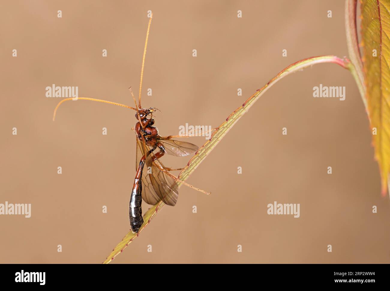Ichneumon wasp (Ophius), Valais, Switzerland Stock Photo - Alamy