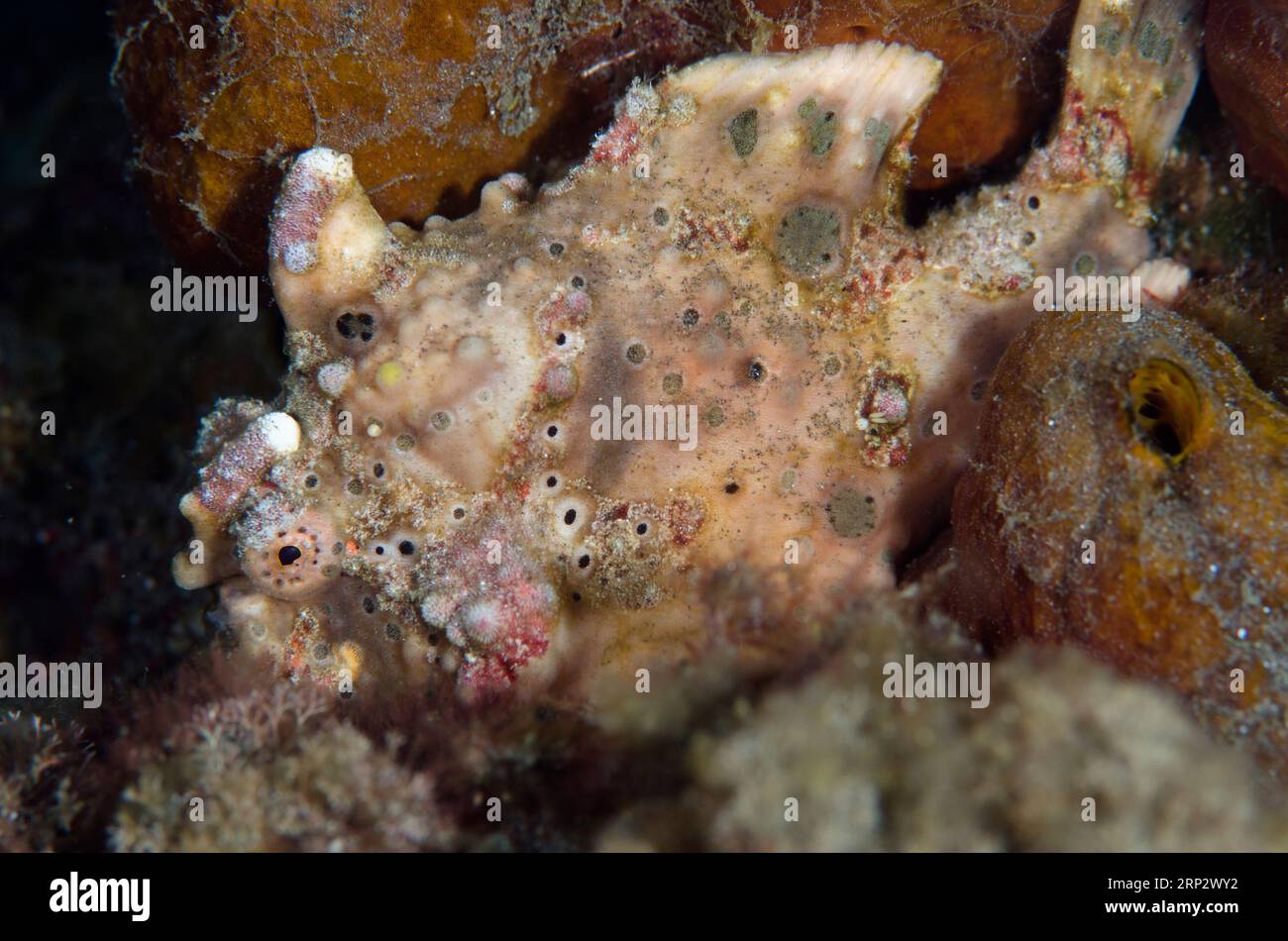 Warty Frogfish, Antennarius maculatus, night dive, Amed Bunga Laut ...