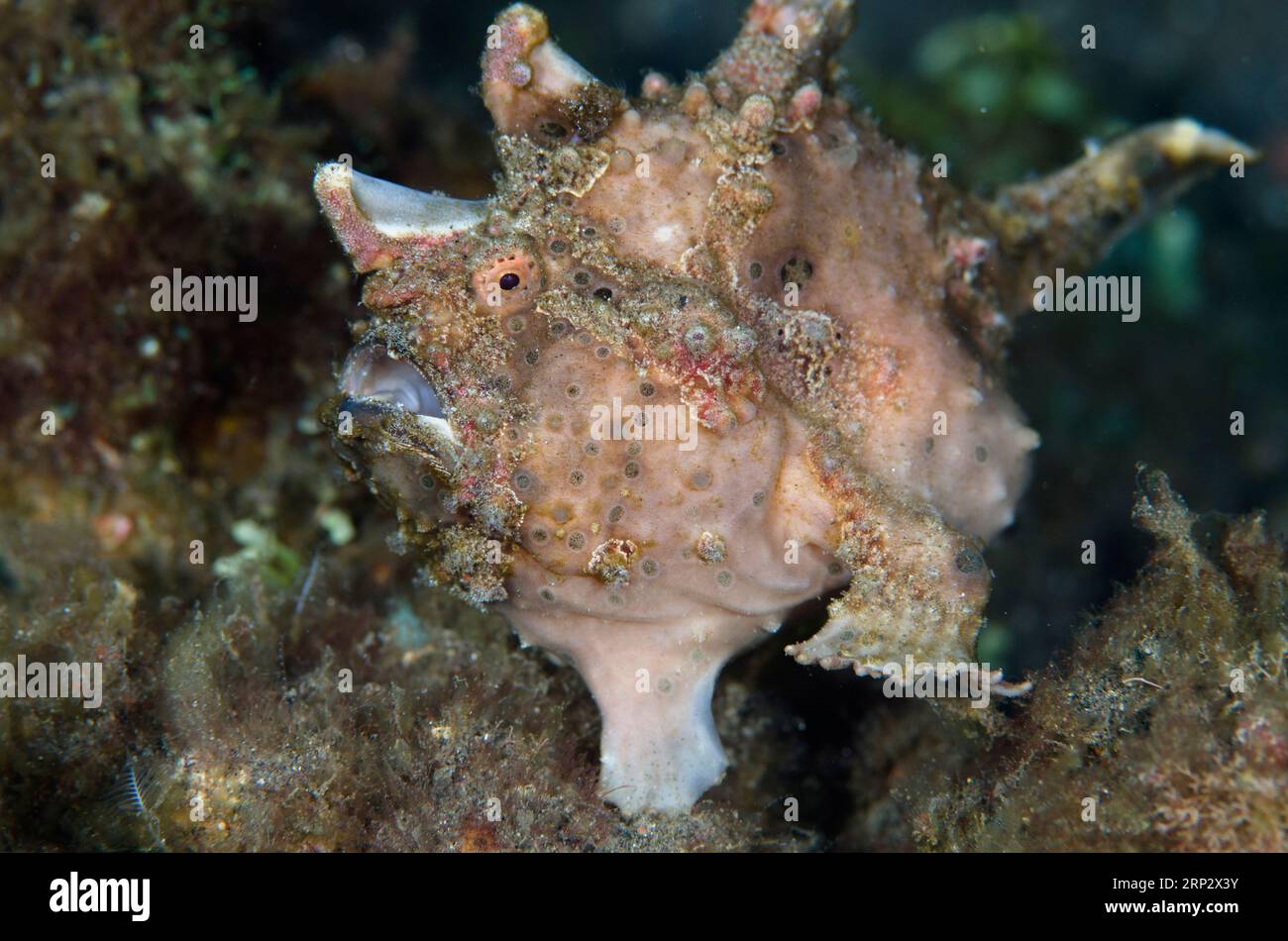 Warty Frogfish, Antennarius maculatus, night dive, Amed Bunga Laut ...