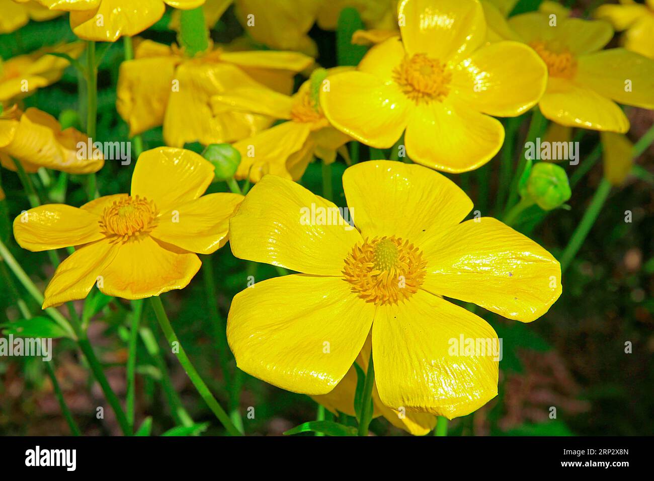 Buttercup ranunculaceae hi-res stock photography and images - Alamy