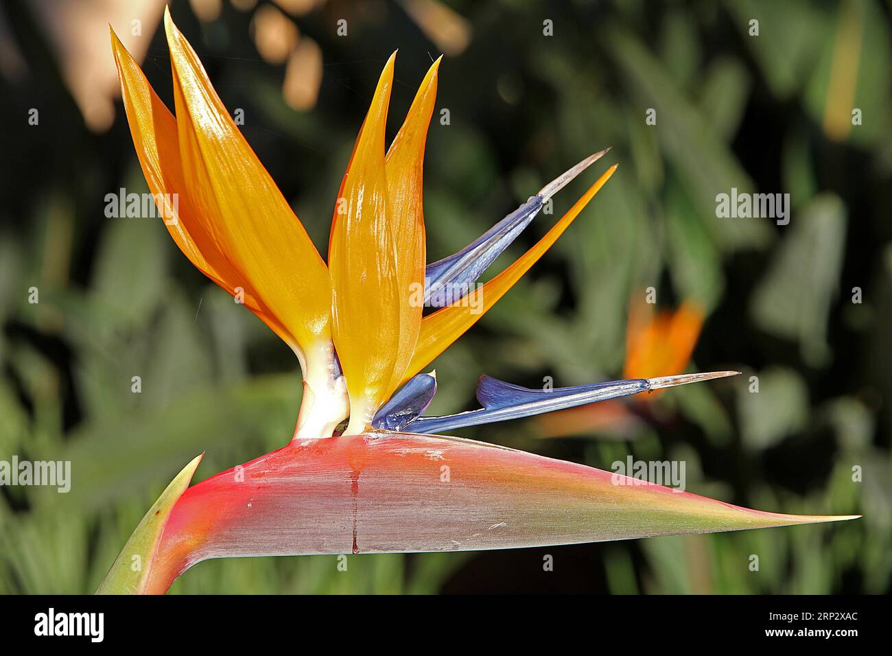 Strelitzia (Strelizia) close-up, Botanical Garden, Funchal, Madeira ...