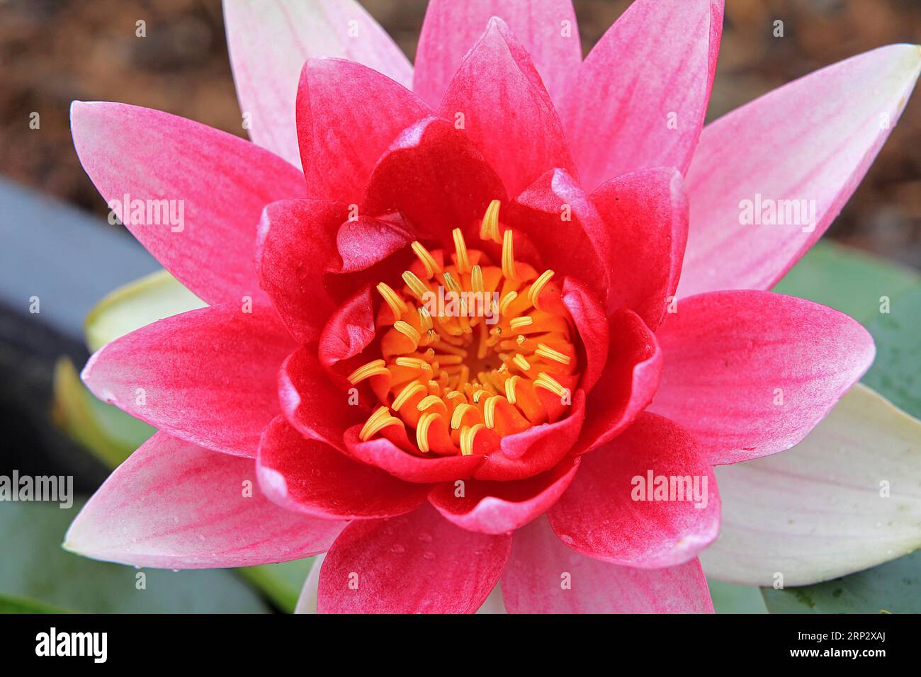 Water lily (Nymphaea) close-up, Blandys Garden, Funchal, Madeira Island ...