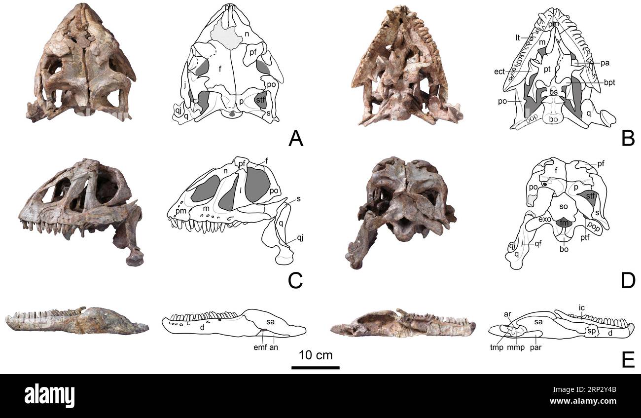 New dinosaur species Cut Out Stock Images & Pictures - Alamy