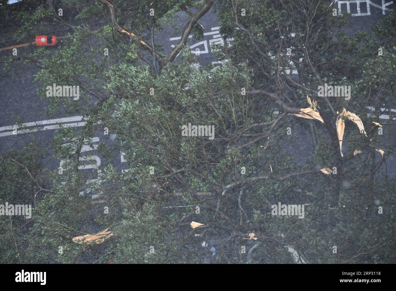 Hong kong typhoon tree hi-res stock photography and images - Alamy