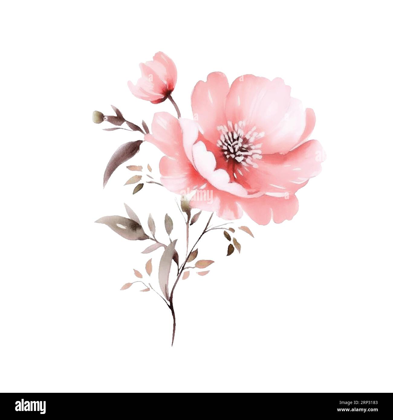 Watercolor pink flower isolater and editable vector Stock Vector Image ...