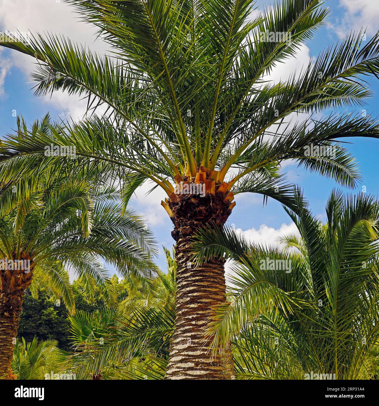 Palm Garden, the largest outdoor palm plantation north of the Alps, Bad ...