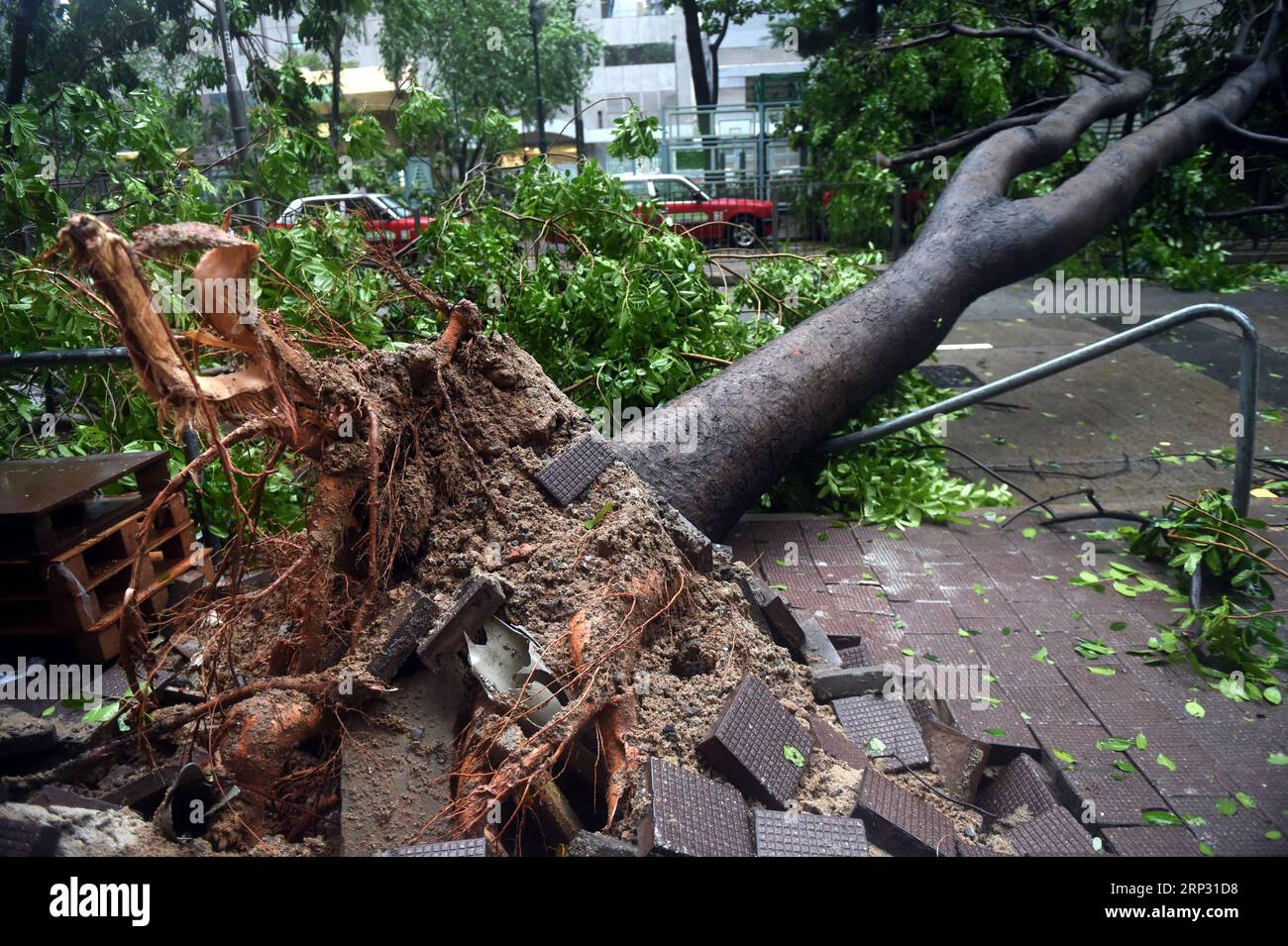 Hong kong typhoon tree hi-res stock photography and images - Alamy