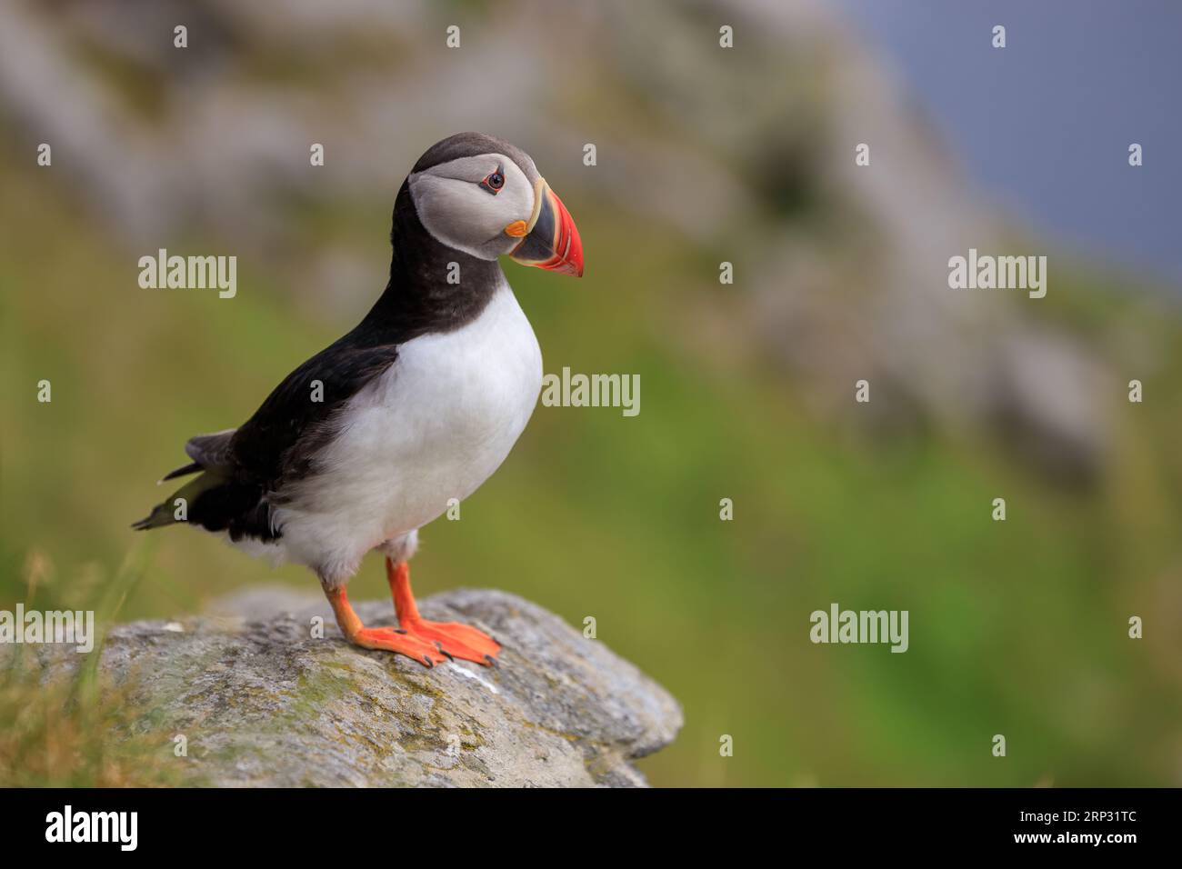 Atlantic puffin (Fratercula arctica), on the rock on the island of ...