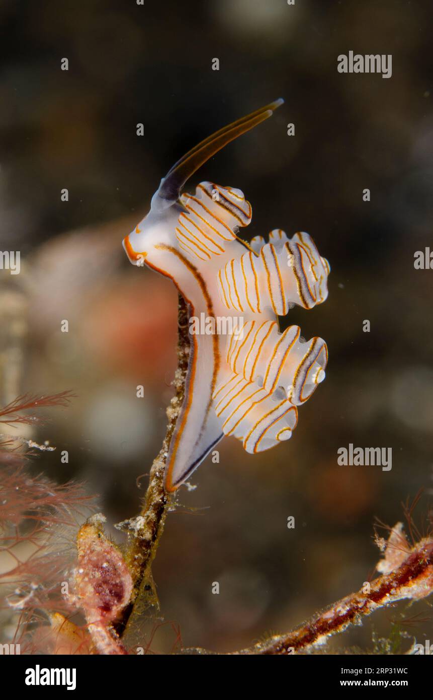 Donut Doto Nudibranch, Doto greenamyeri, Bulakan dive site, Seraya ...