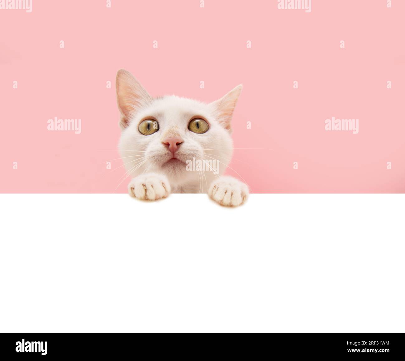 Cats Tumblr Background