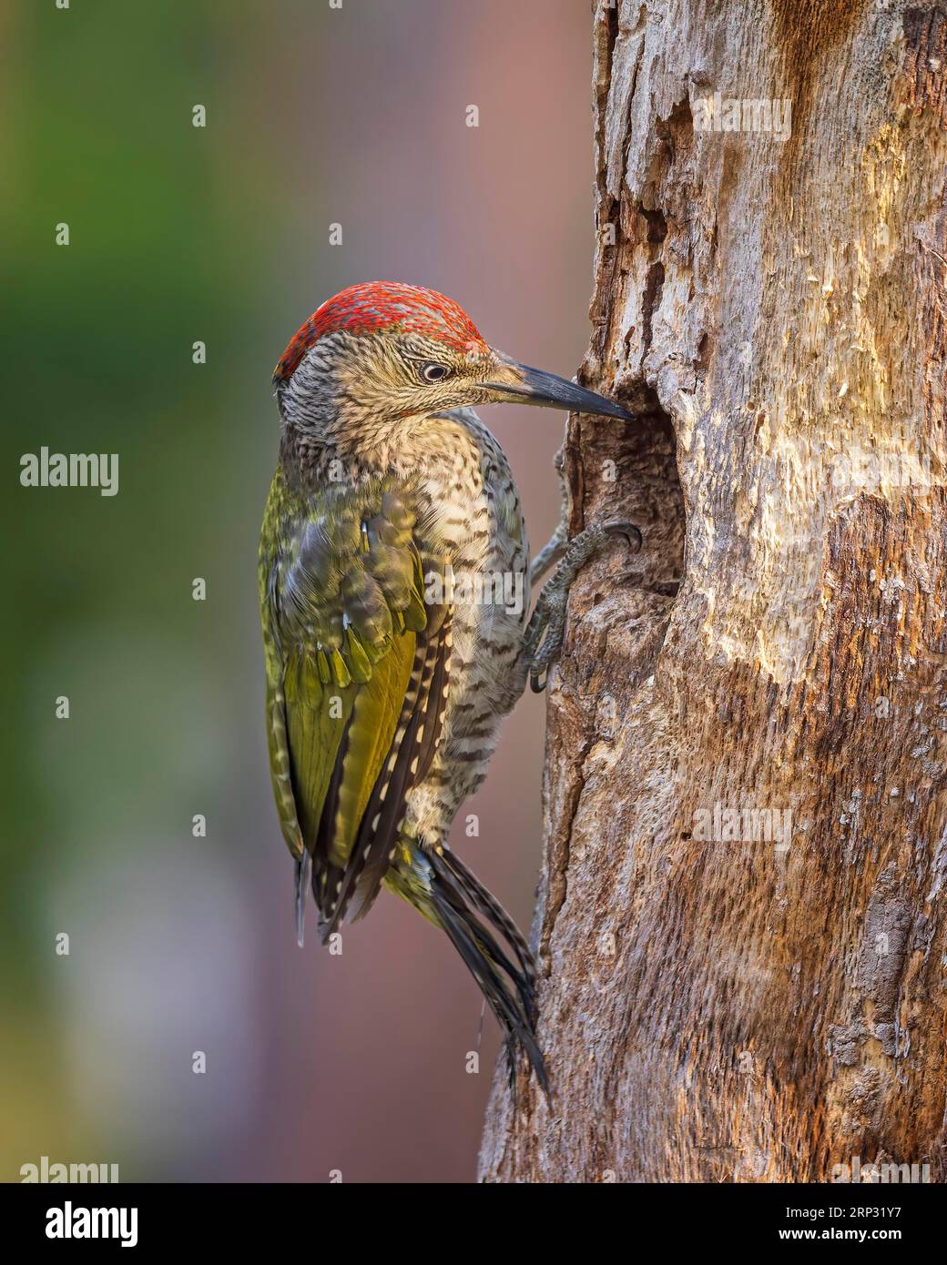 European green woodpecker (Picus viridis), Ground Woodpecker young bird, foraging on a dead ...
