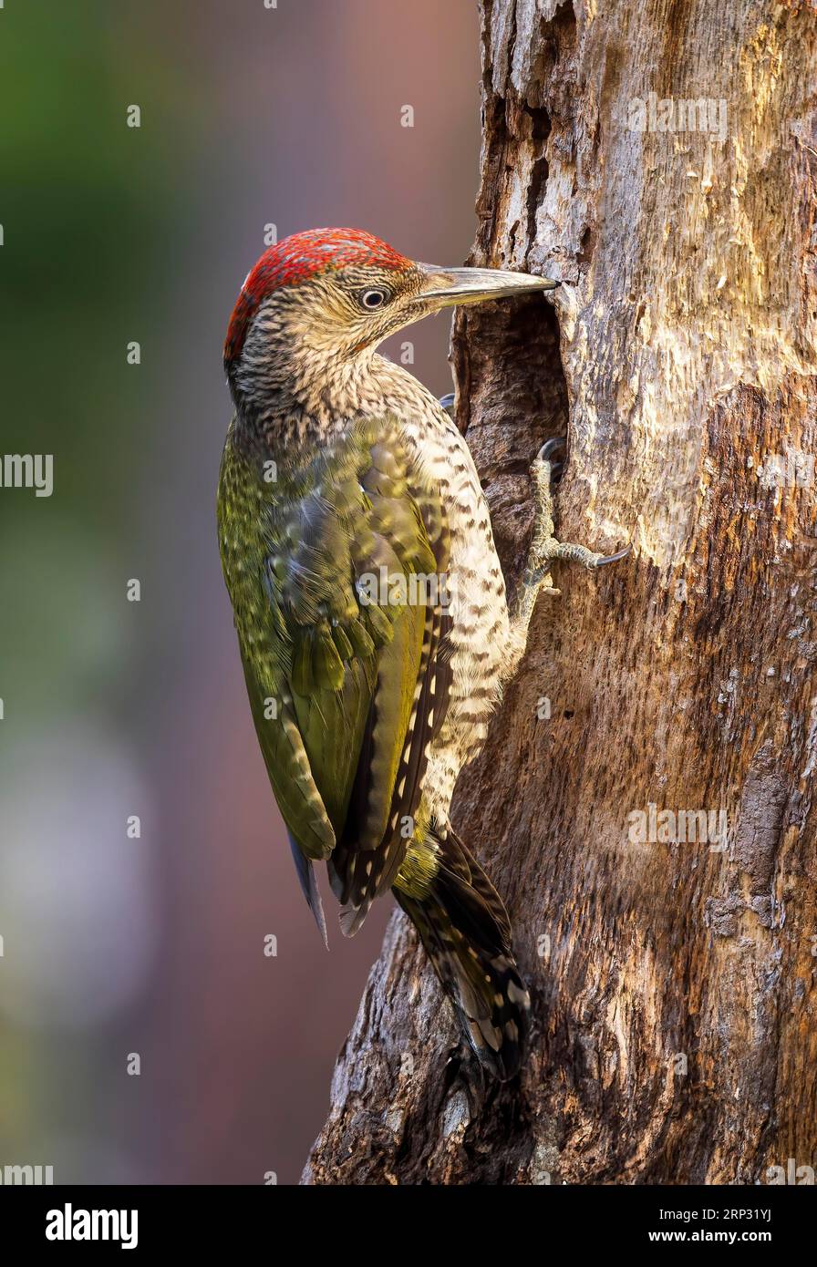 European green woodpecker (Picus viridis), Ground Woodpecker young bird ...