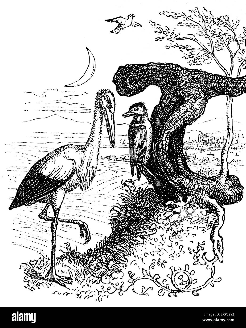 19th century illustration plant Black and White Stock Photos & Images ...