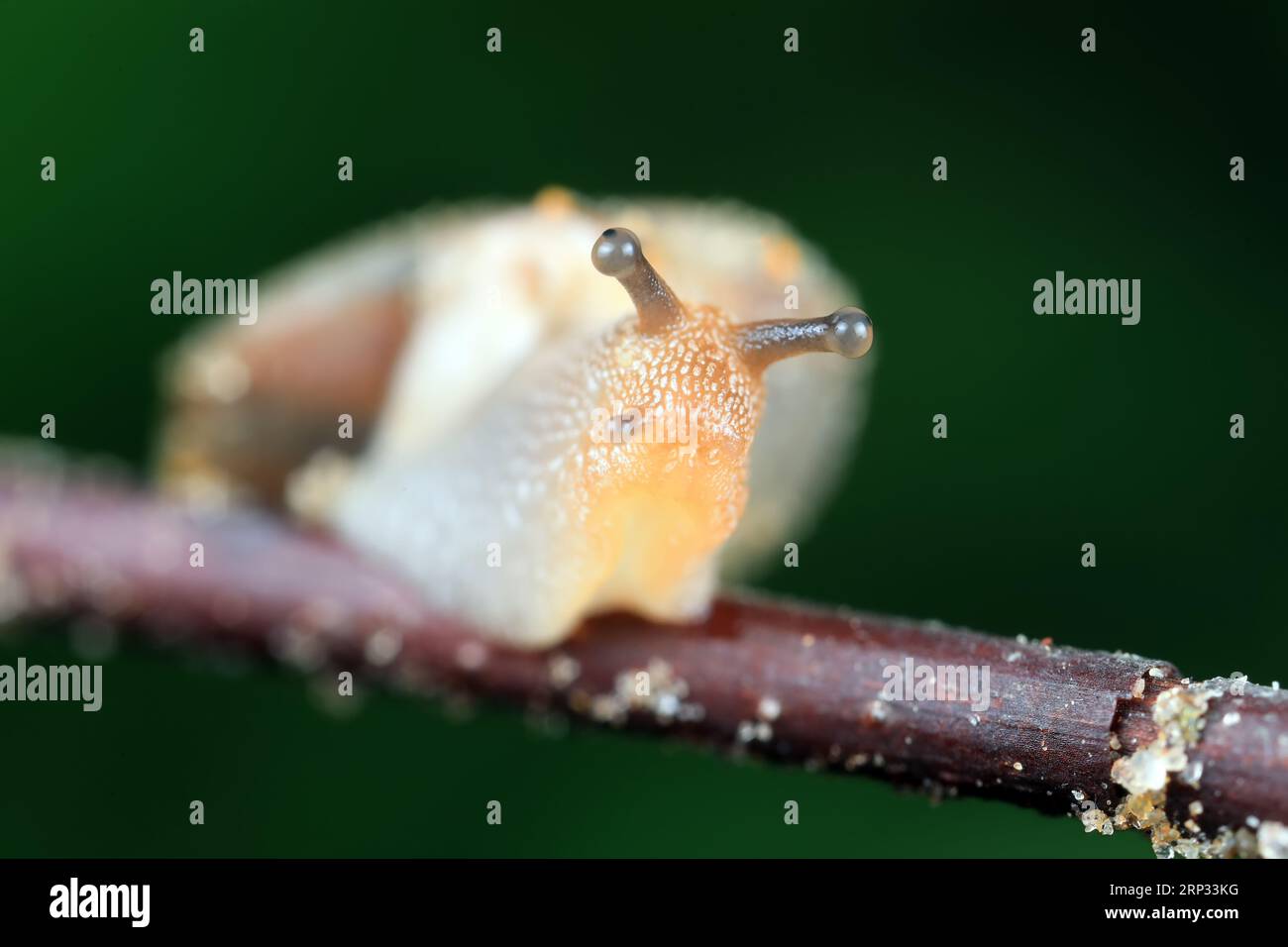 China mollusk species hi-res stock photography and images - Alamy