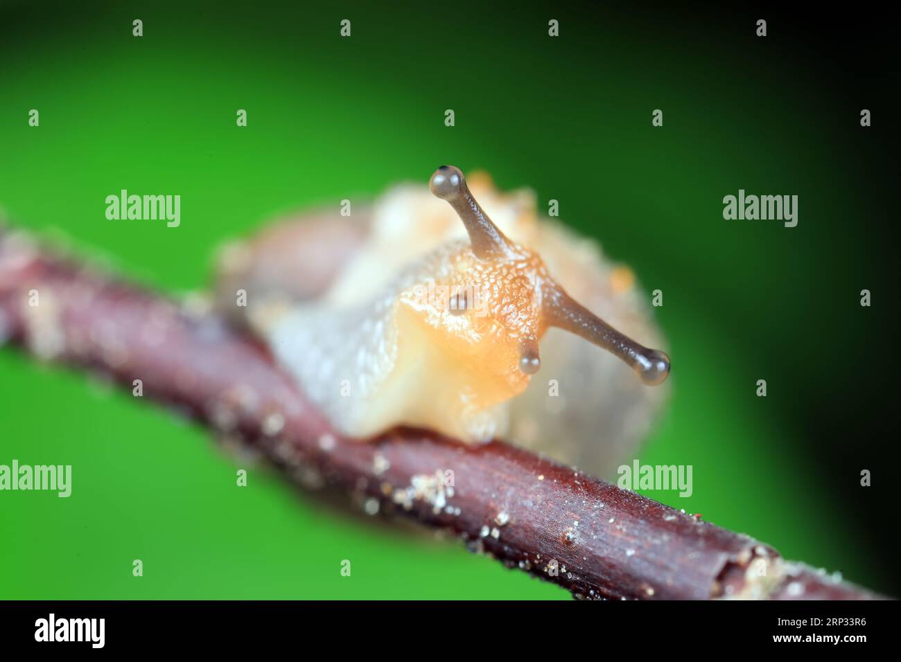 China mollusk species hi-res stock photography and images - Alamy