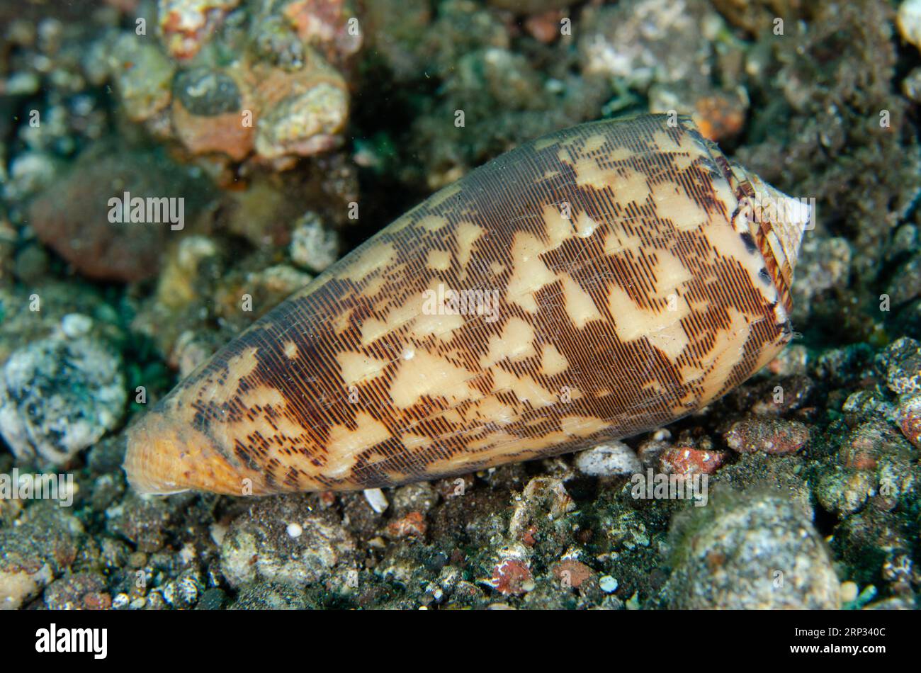 Striated Cone Shell, Conus striatus, Sedam dive site, Seraya ...