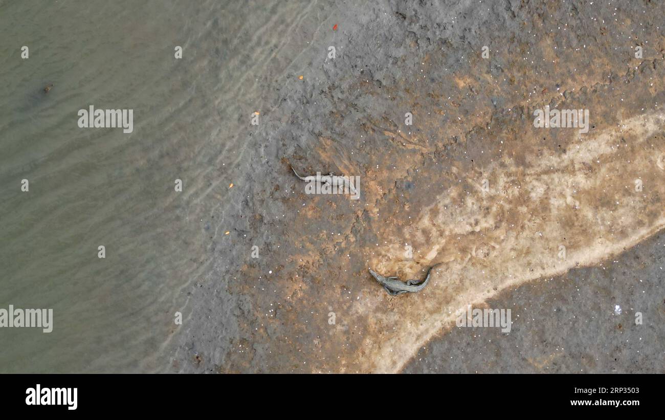 Top down aerial shot of 2 saltwater crocodiles sunbathing on mud flaps ...