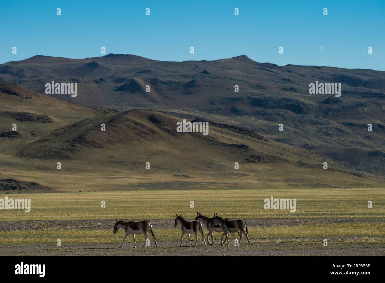 Tibetan wild donkeys hi-res stock photography and images - Alamy