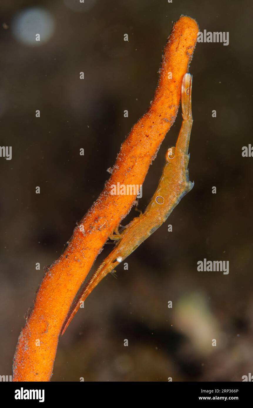 Ocellated Tozeuma Shrimp, Tozeuma lanceeolatum, camouflaged on Sponge ...