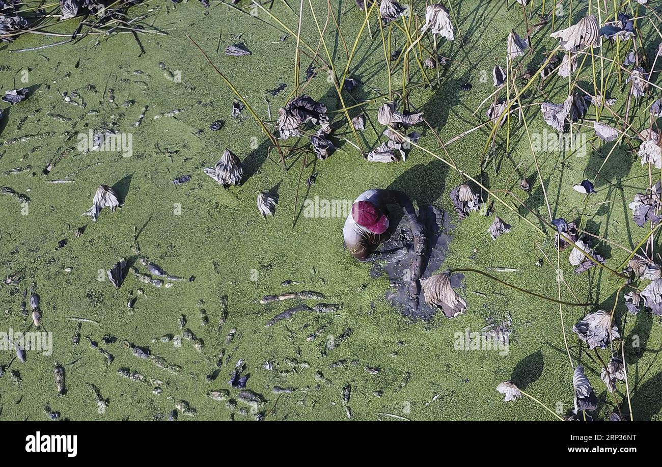 China hubei agriculture lotus hi-res stock photography and images - Alamy