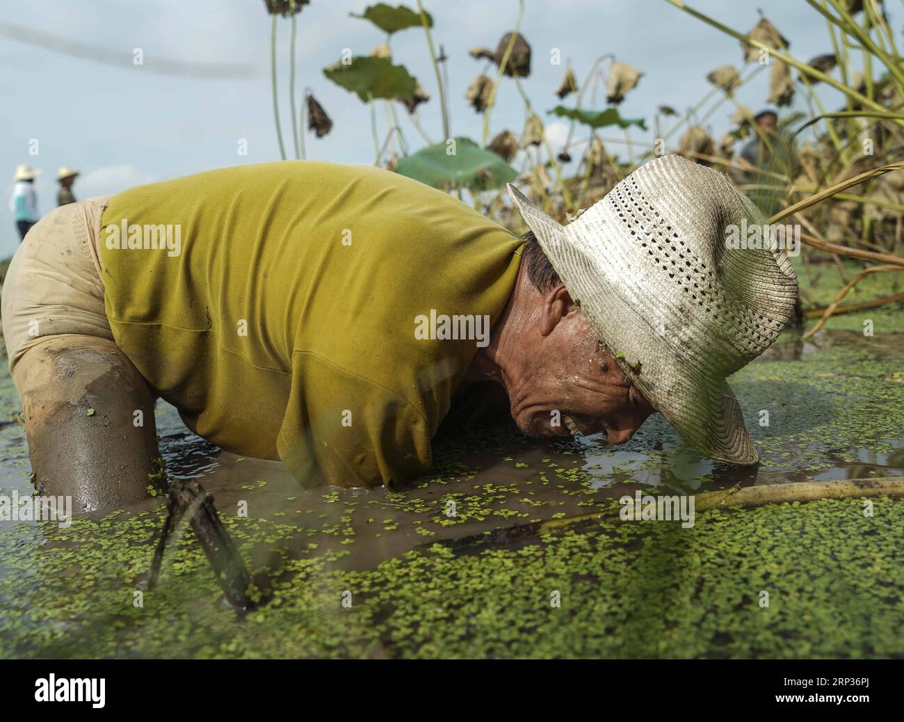Ubei agriculture lotus hi-res stock photography and images - Alamy
