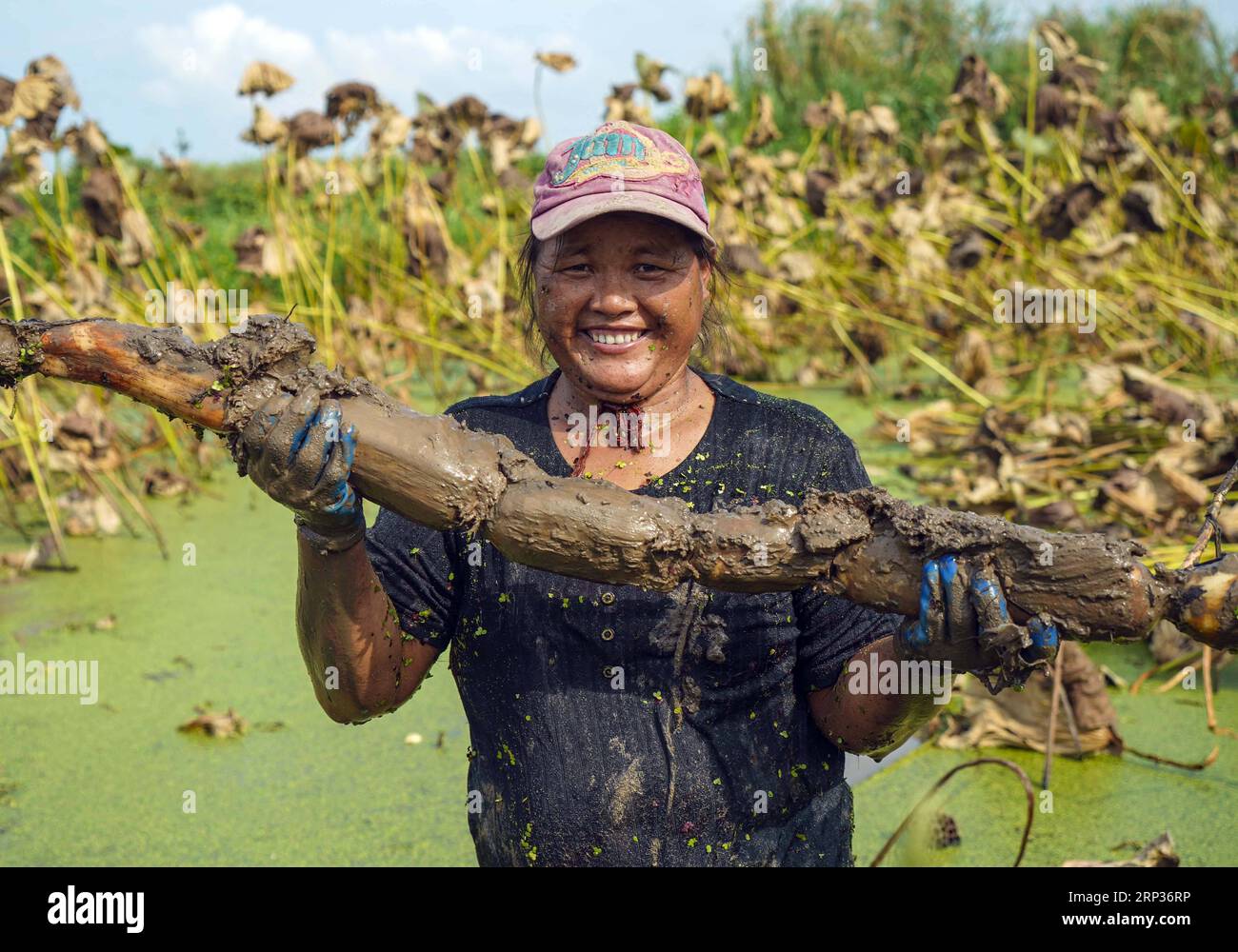 China hubei agriculture lotus hi-res stock photography and images - Alamy