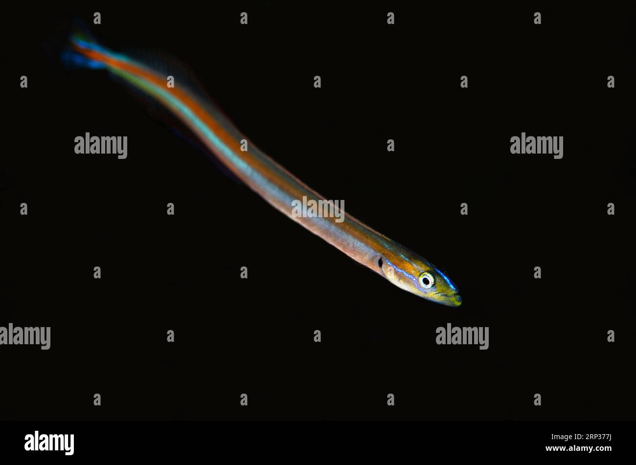 Wormfish hi-res stock photography and images - Alamy