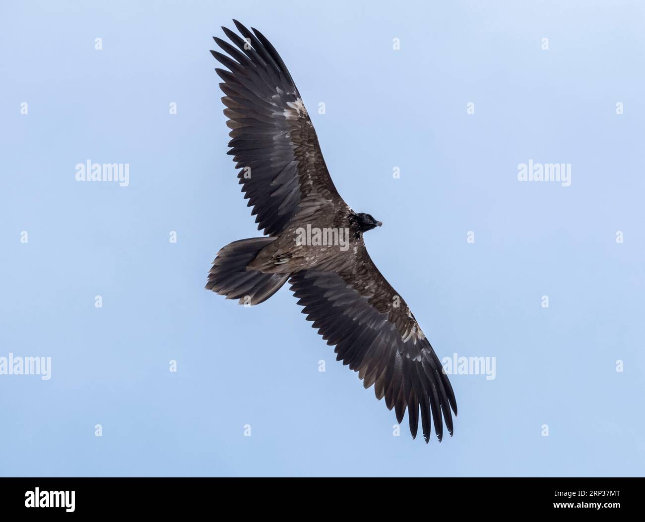 Bearded vulture wing span hi-res stock photography and images - Alamy