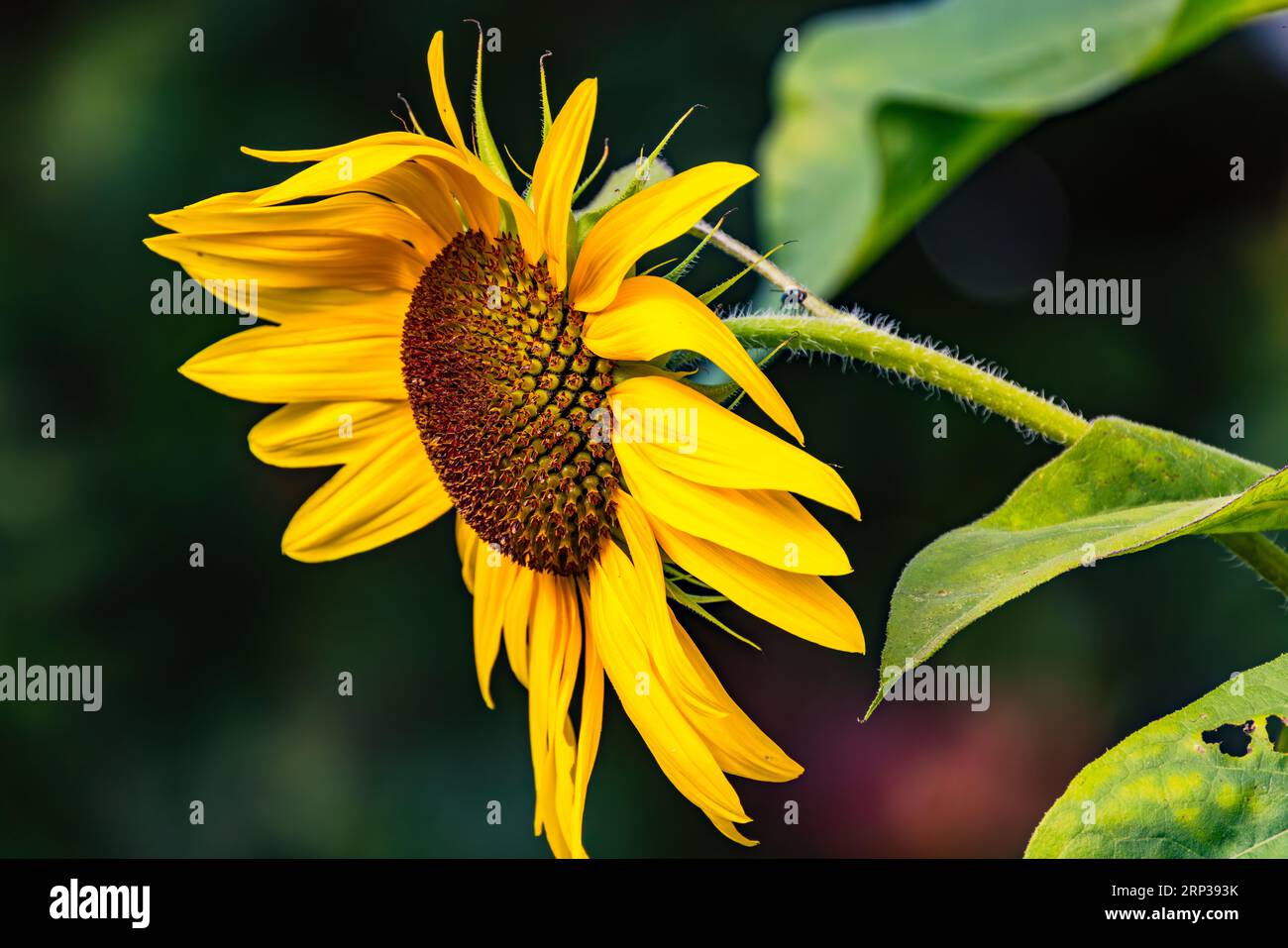 Single yellow sunflower blossom isolated in front of green leaves and ...