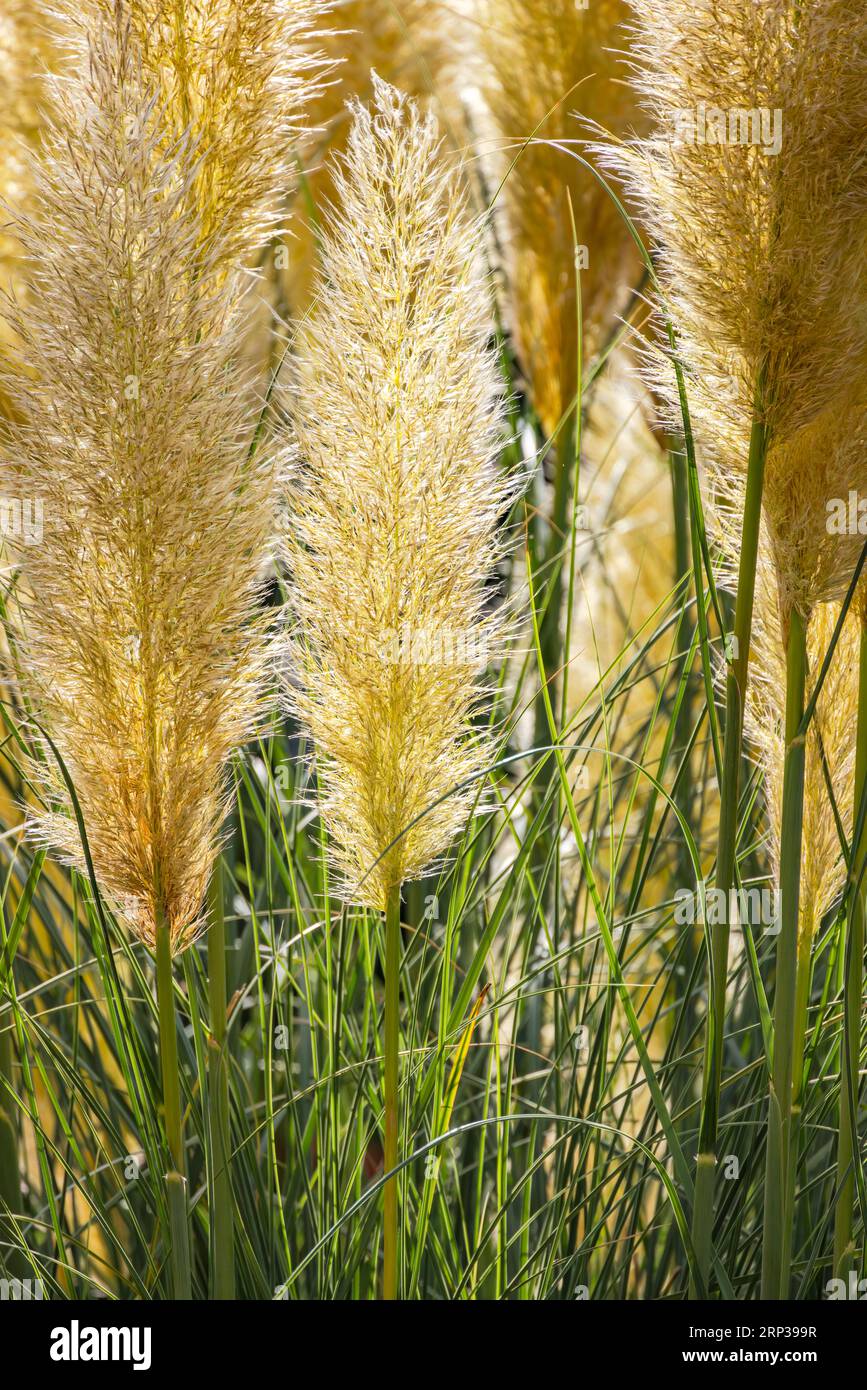 Fronds of pampas grass atmospherically illuminated by the sun in the ...