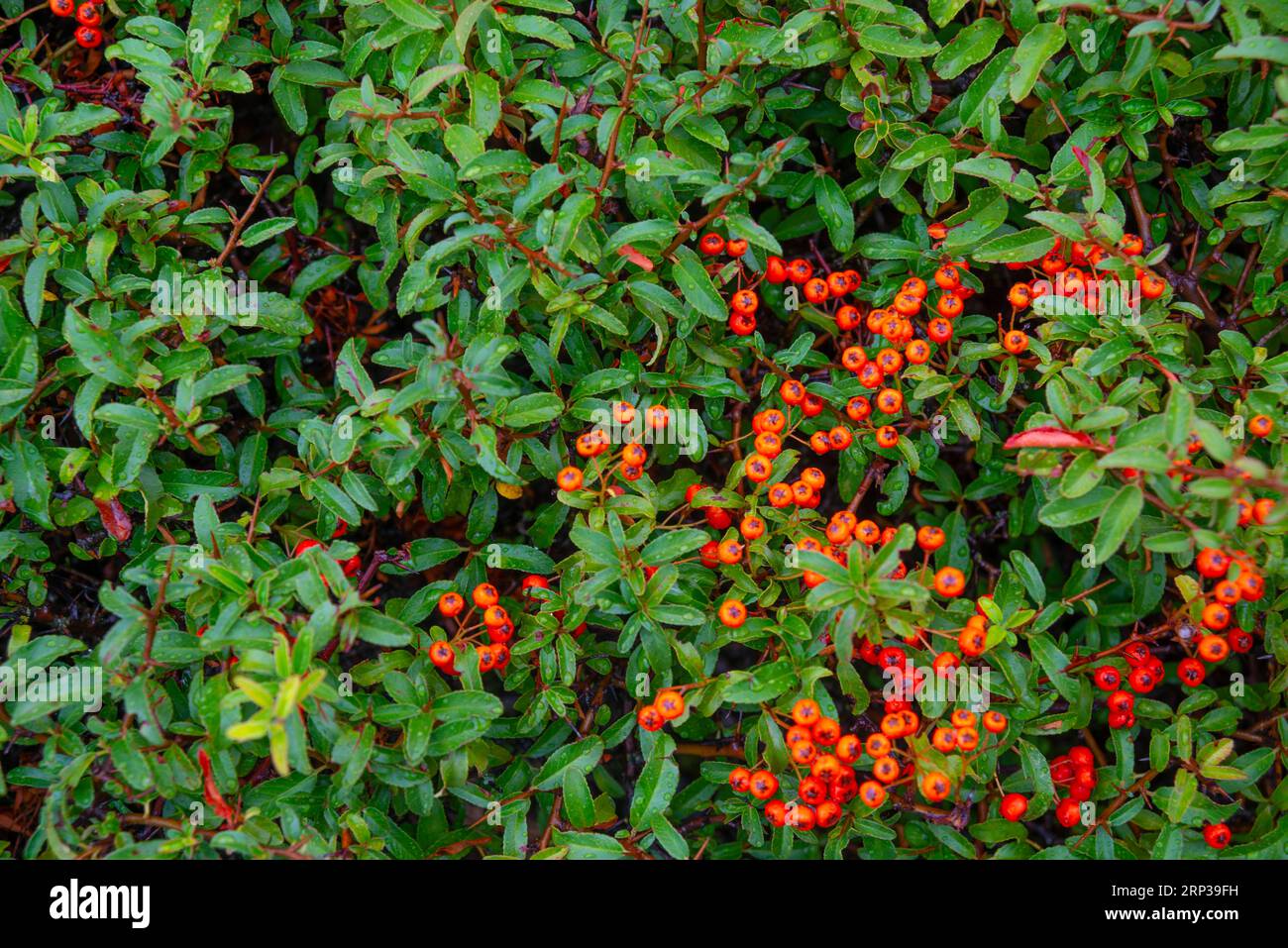 Hojas hojas vegetacion hi-res stock photography and images - Alamy