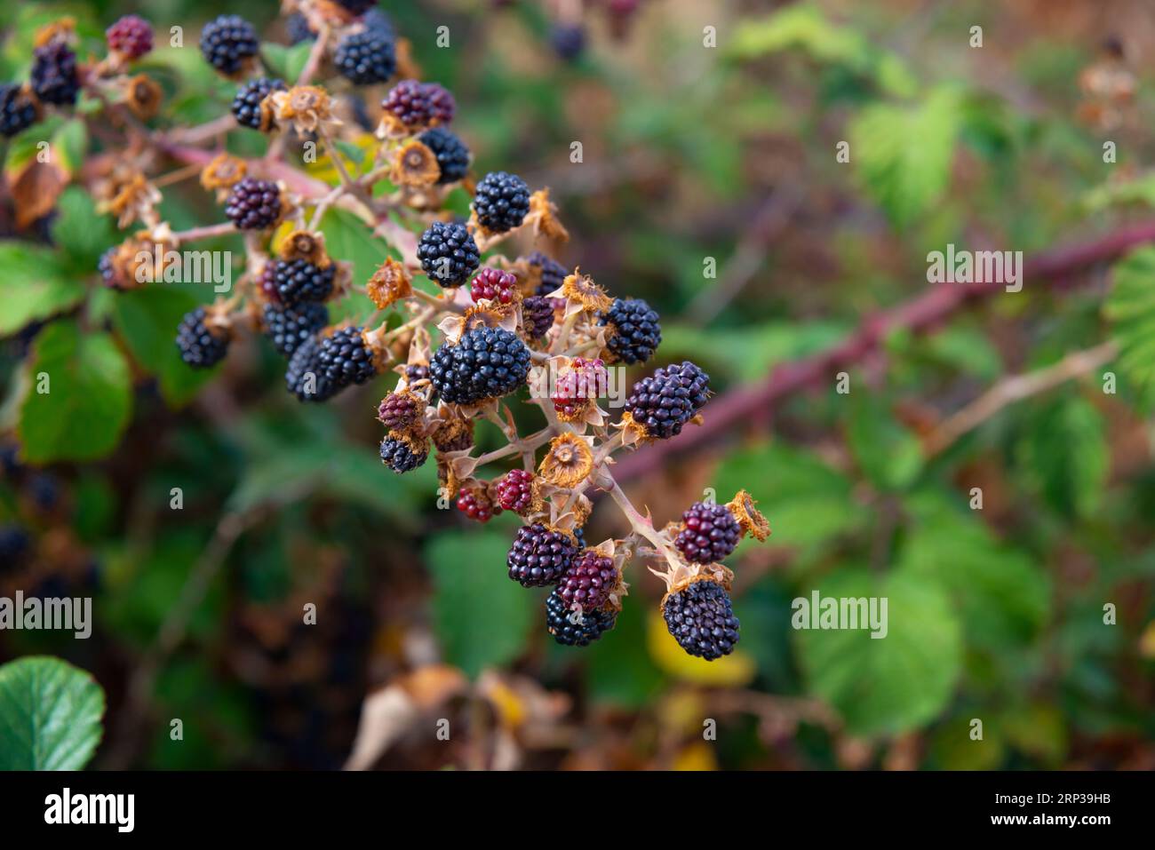 Detalle vegetacion plantas hi-res stock photography and images - Alamy