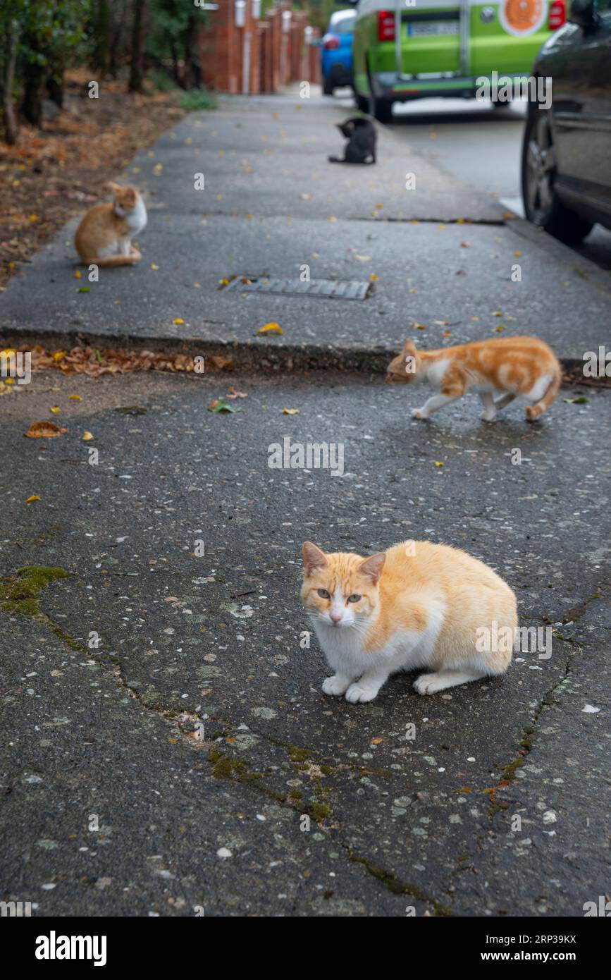 Cats animals hi-res stock photography and images - Alamy