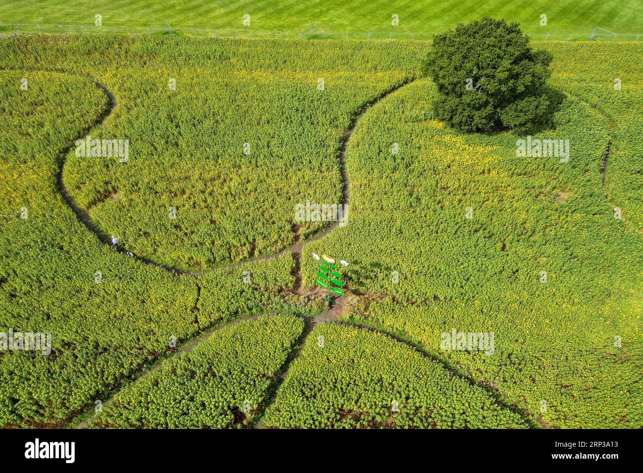 Visitors explore the sunflower fields at Becketts Farm in Wythall ...