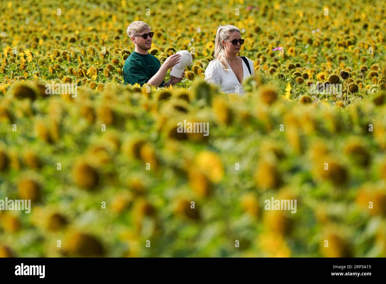Visitors explore the sunflower fields at Becketts Farm in Wythall ...