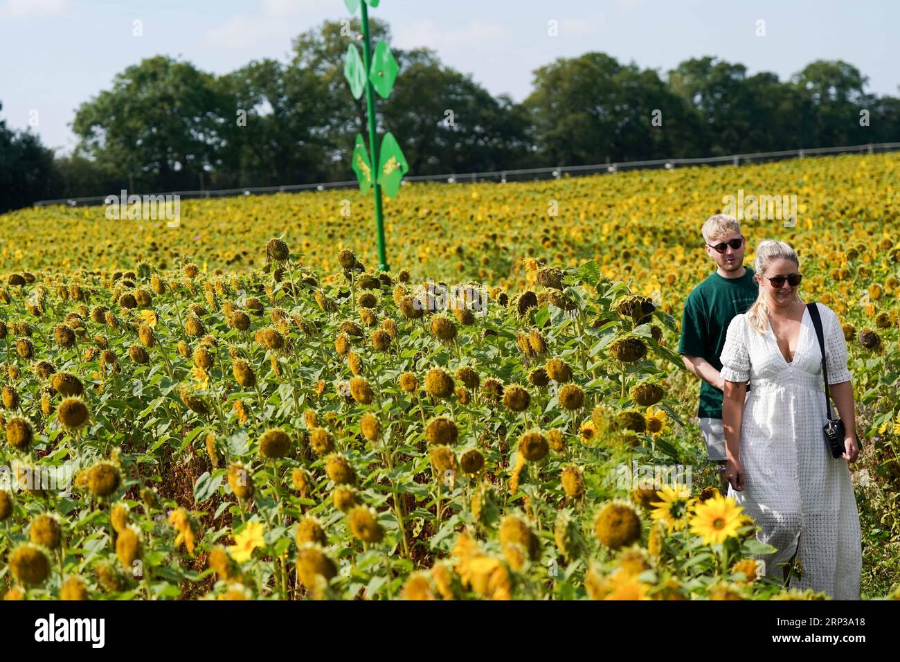 Sunflower fields becketts farm hi-res stock photography and images - Alamy