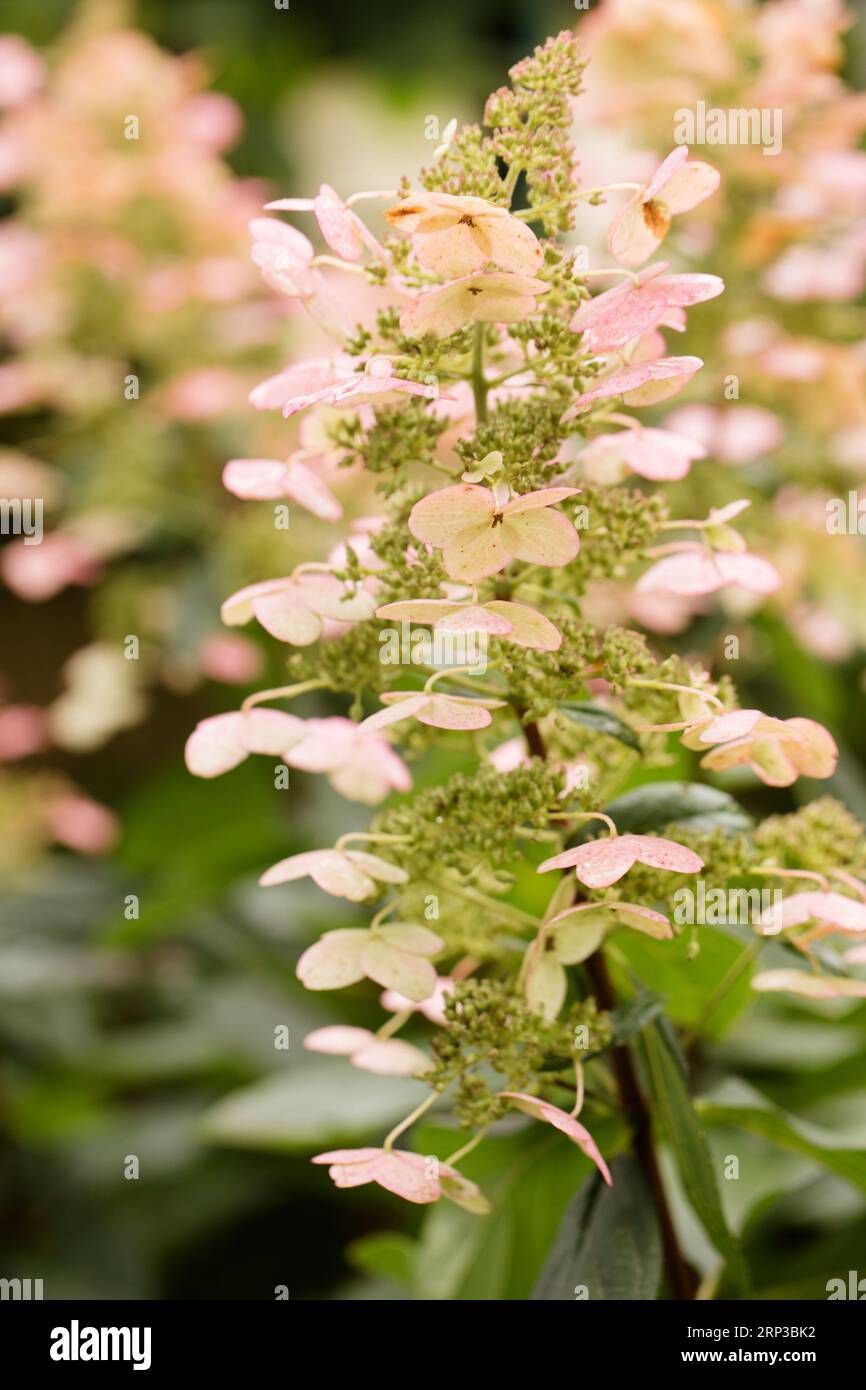 Long leaf hydrangea hi-res stock photography and images - Alamy