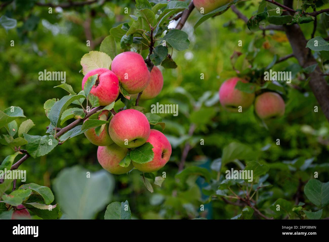 Mature apples dangle from a tree branch Stock Photo - Alamy